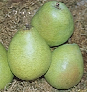 D'Anjou Pear | DWN Variety Finder